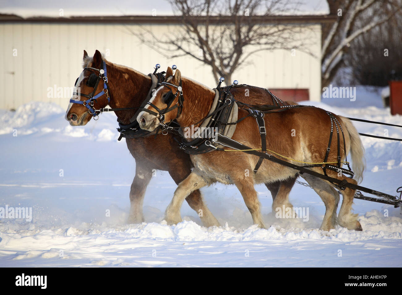 Horse Drawn Sled High Resolution Stock Photography and Images - Alamy