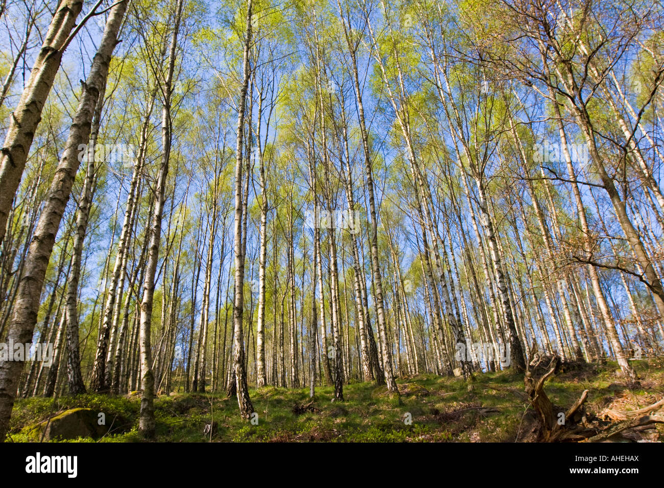 Birch tree forest Stock Photo - Alamy