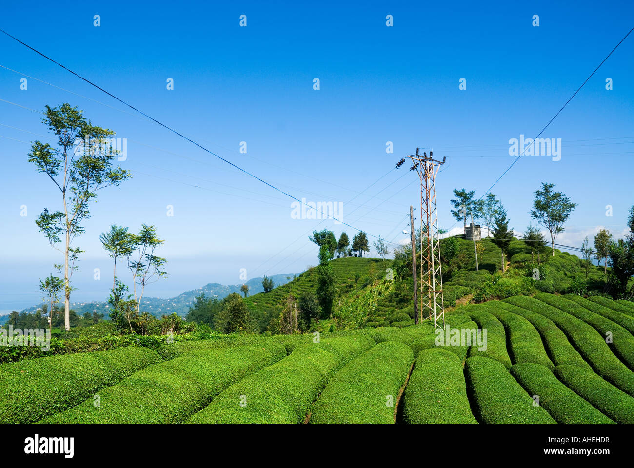 Tea field Rize Turkey Stock Photo - Alamy