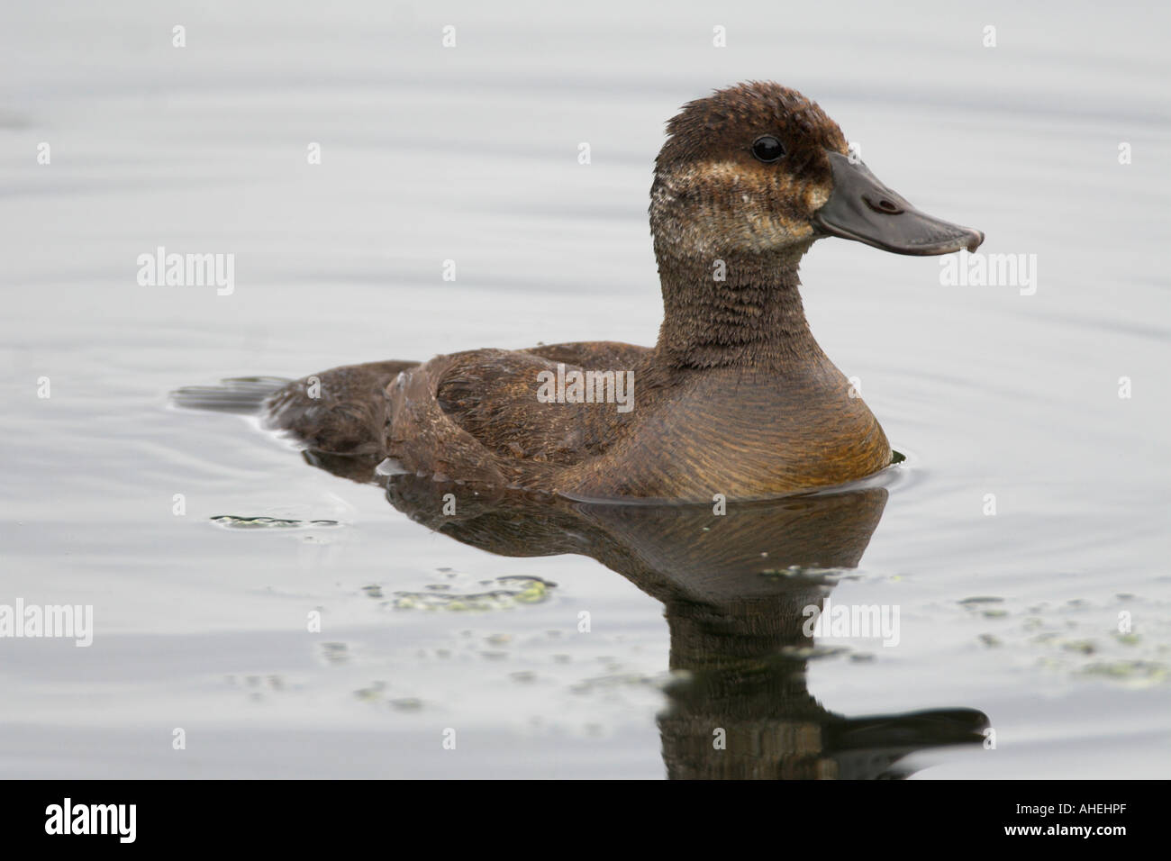 Ruddy duck uk female hi-res stock photography and images - Alamy