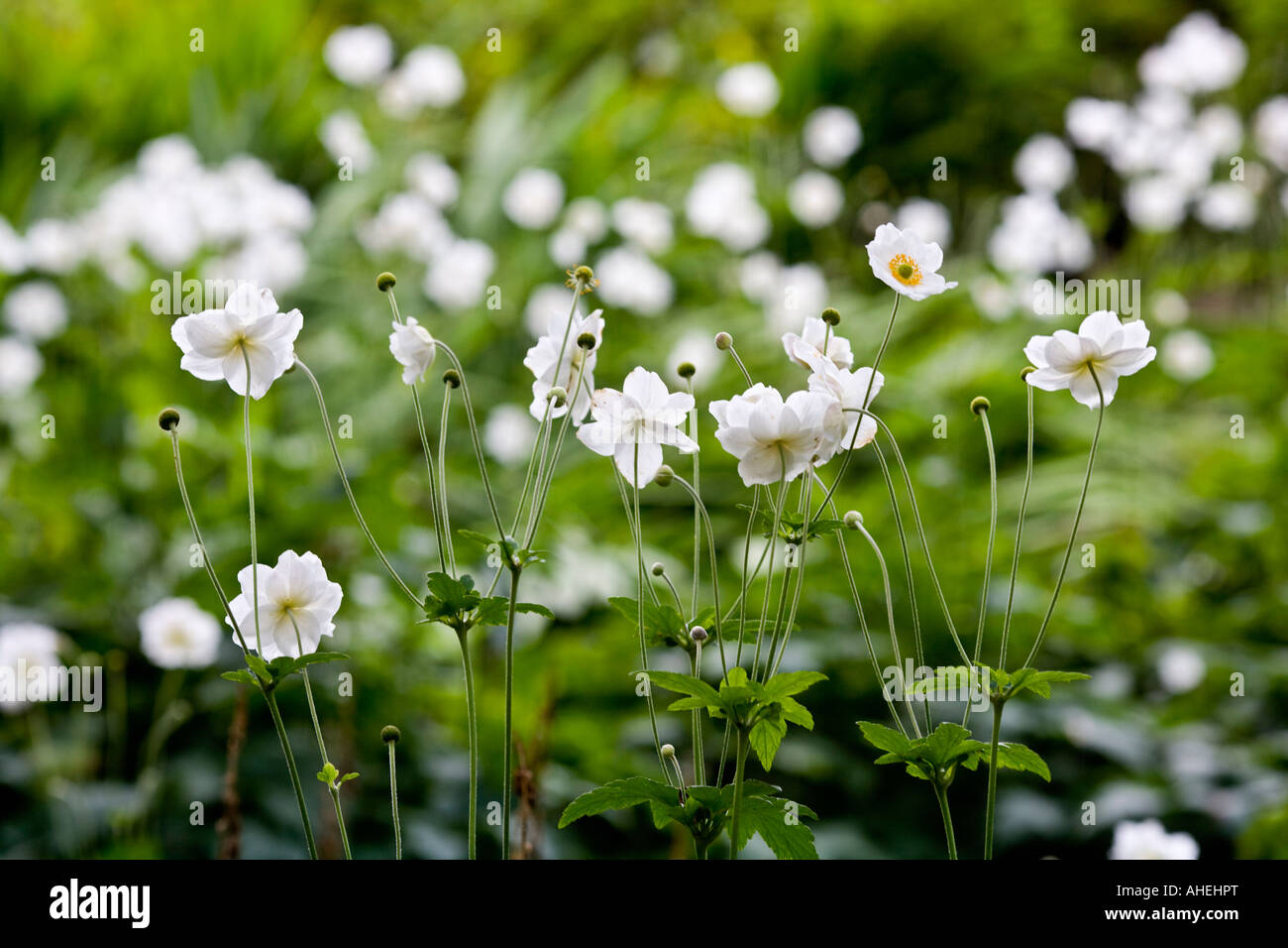 Japanese anemones hi-res stock photography and images - Alamy