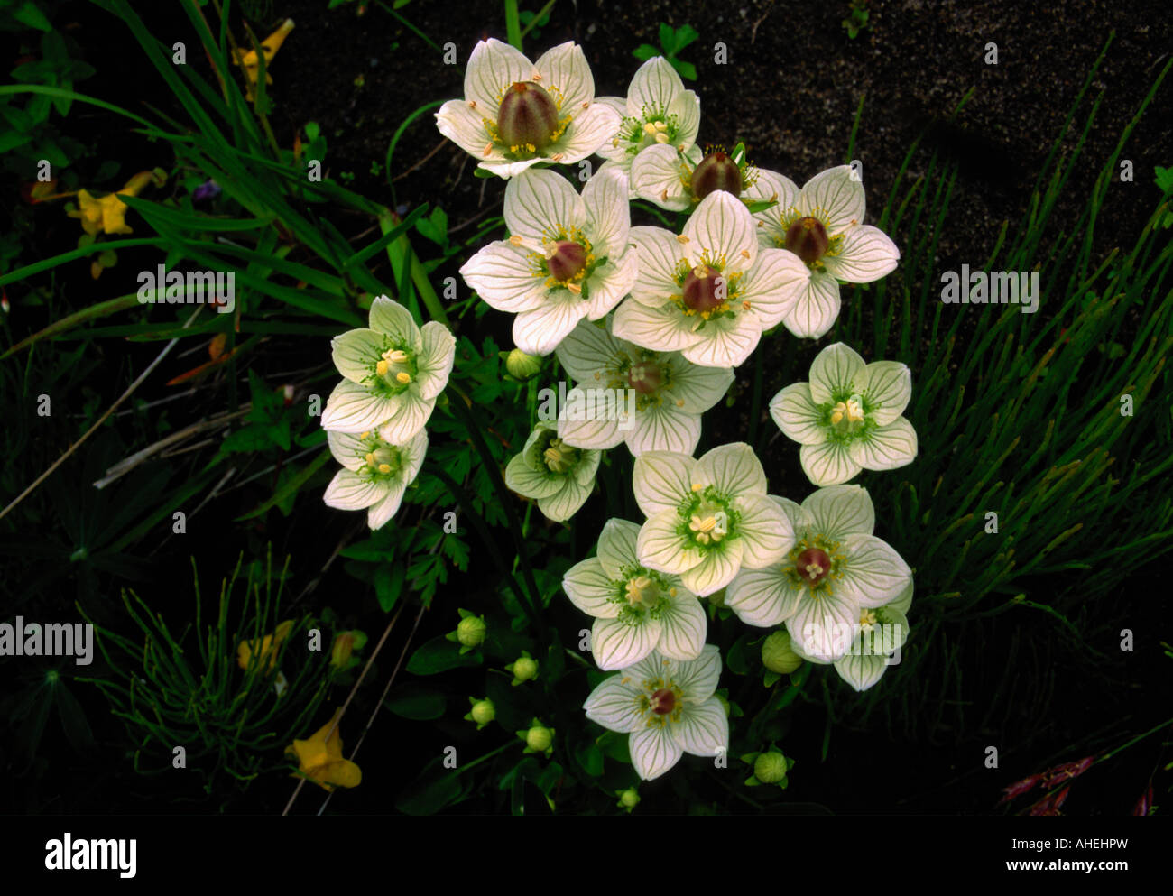 Grass of Parnussus growing on beach bluffs of Cook Inlet, Kenai ...