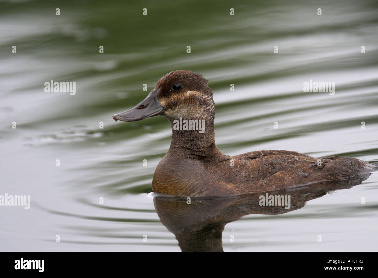 Female Ruddy Duck Oxyura jamaicensis London UK summer Stock Photo - Alamy