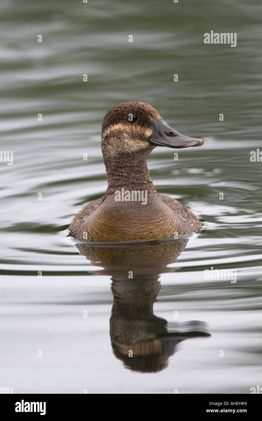 Ruddy duck uk female hi-res stock photography and images - Alamy