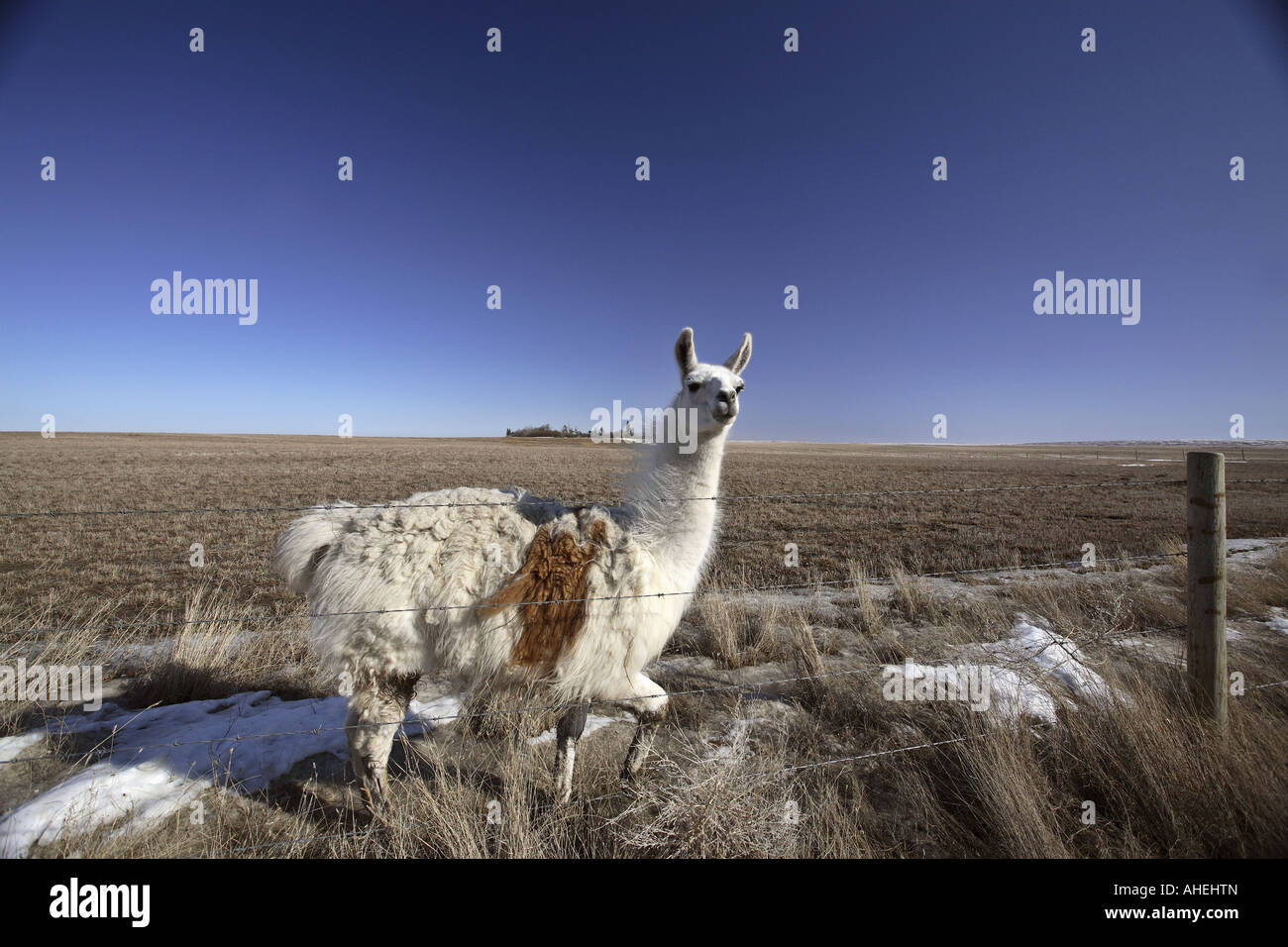 Native ungulates hi-res stock photography and images - Alamy