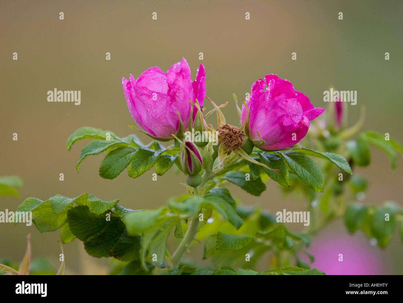 Roses in Swedish garden Stock Photo - Alamy