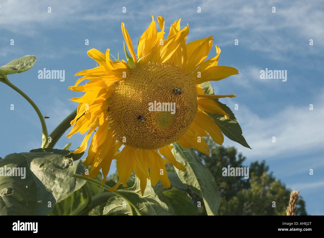 Sunflower arch hi-res stock photography and images - Alamy