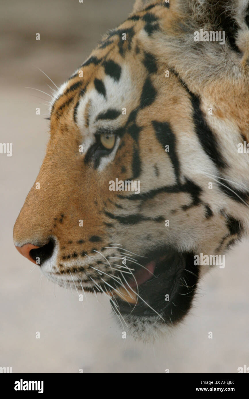 Tiger head hi-res stock photography and images - Alamy