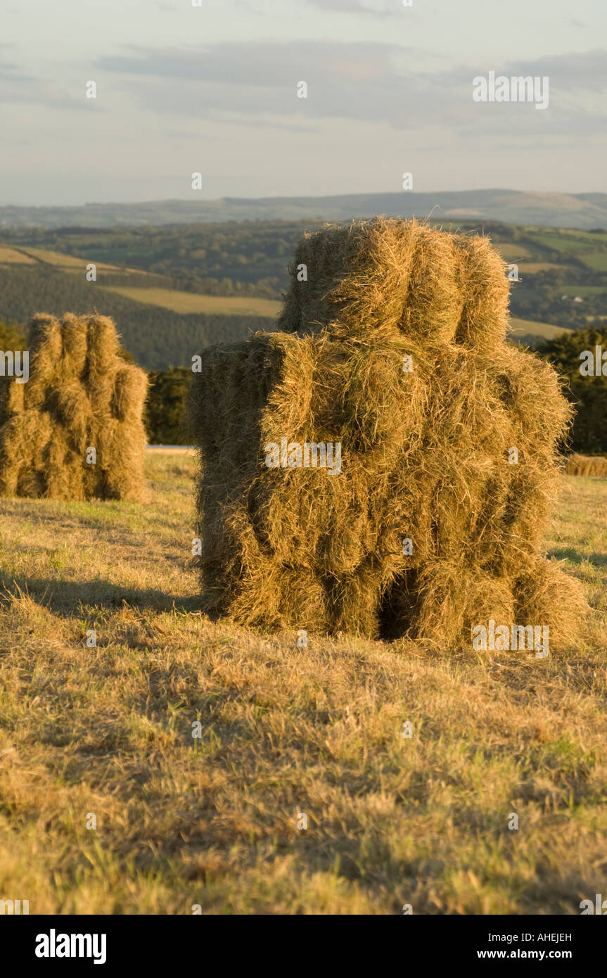 traditional bales of hay stacked in field ready for collection by the ...