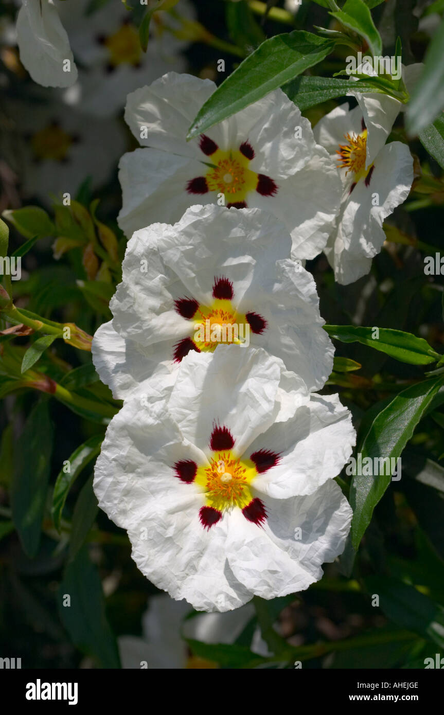 Cistus shrubs in flower hi-res stock photography and images - Alamy