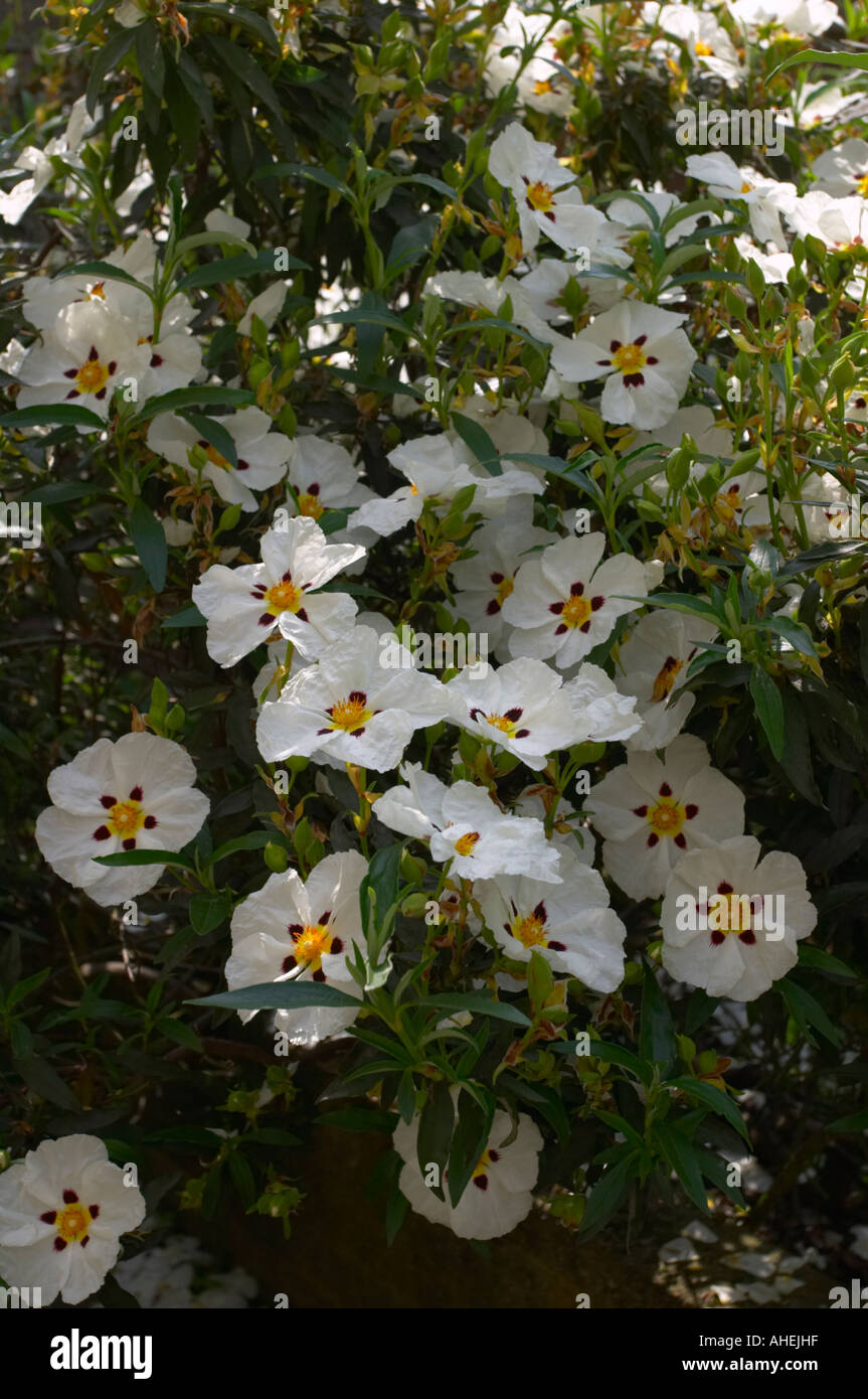 Cistus shrubs in flower hi-res stock photography and images - Alamy