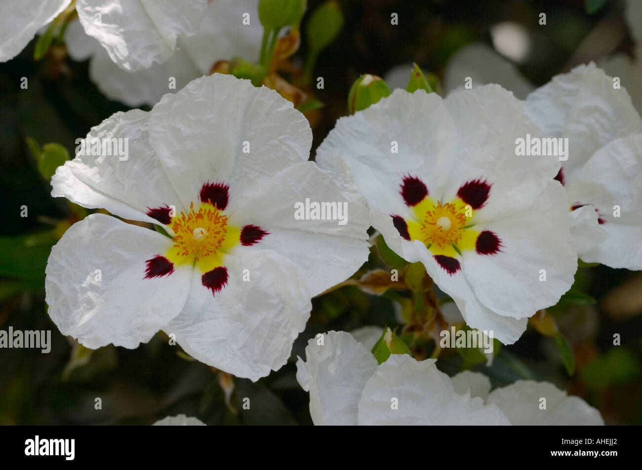 Cistus shrubs in flower hi-res stock photography and images - Alamy