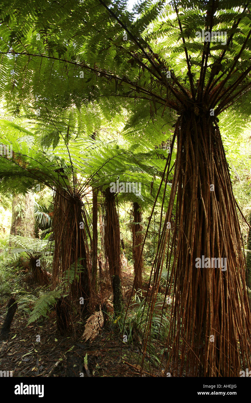 Fern trees, New Zealand Stock Photo - Alamy