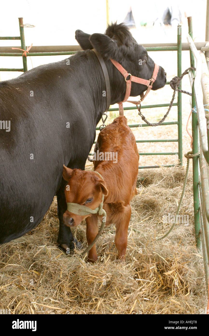 Dexter cattle show hi-res stock photography and images - Alamy