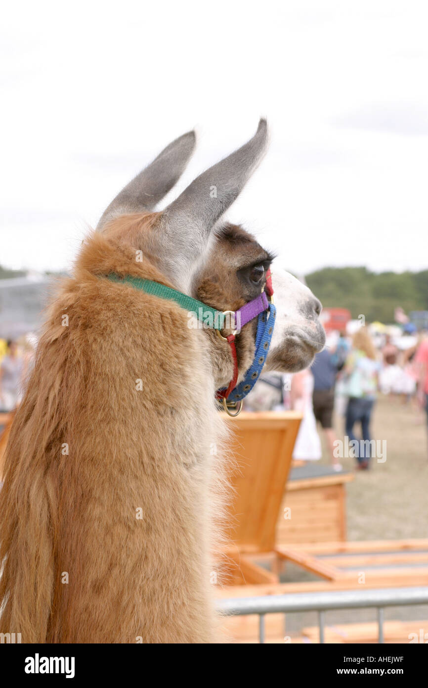 The Cranleigh Show August 2006 Stock Photo - Alamy