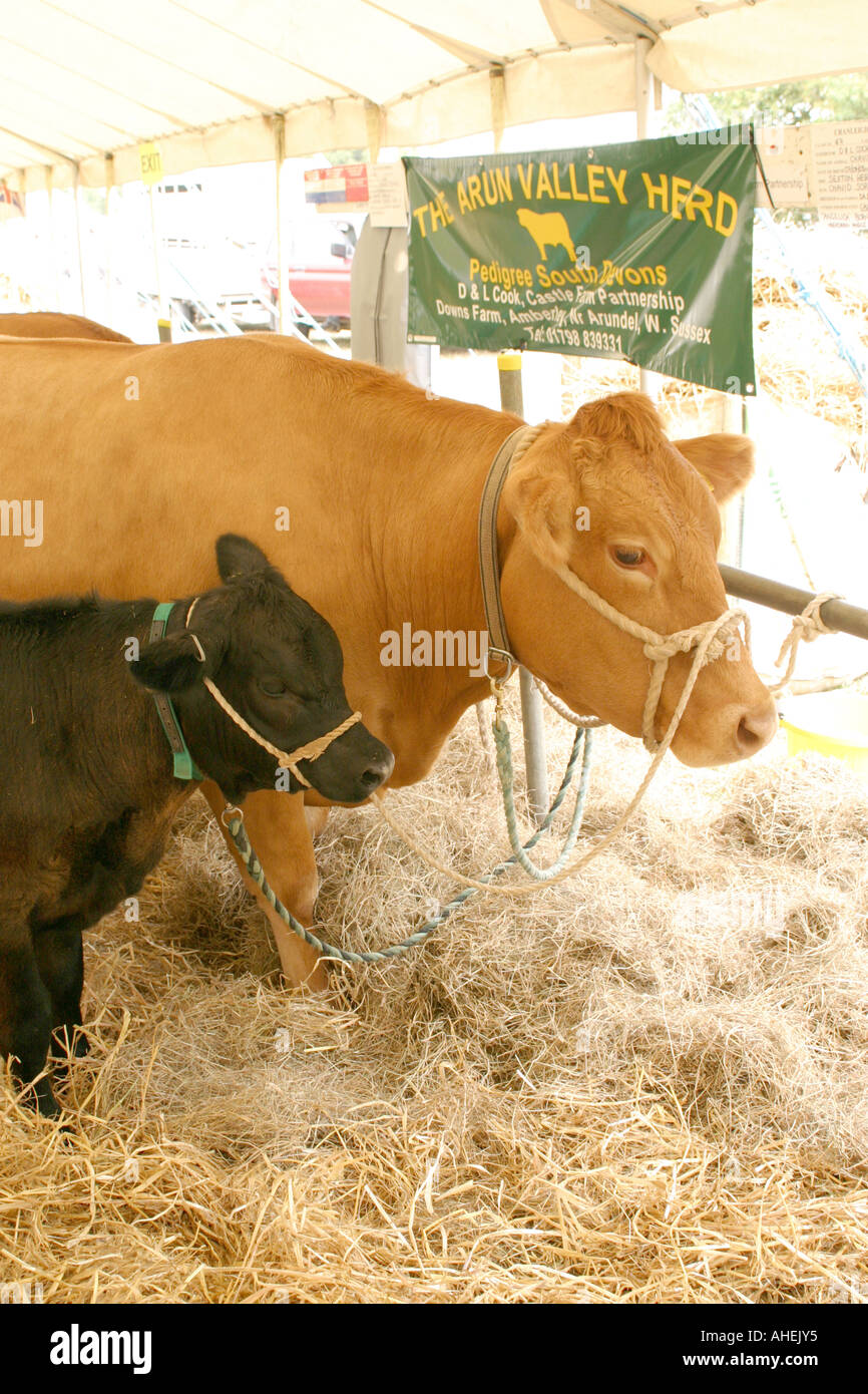 Cranleigh show hi-res stock photography and images - Alamy