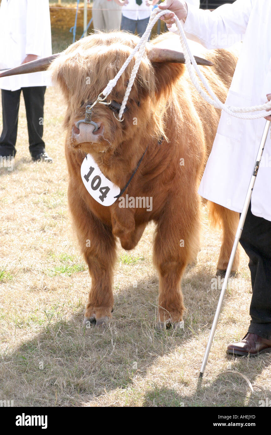 Native bull breeds hi-res stock photography and images - Alamy