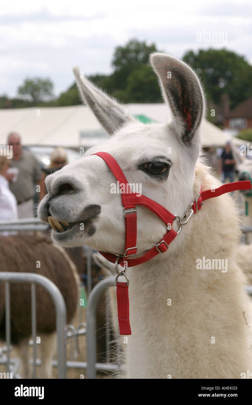 The Cranleigh Show August 2006 Stock Photo - Alamy
