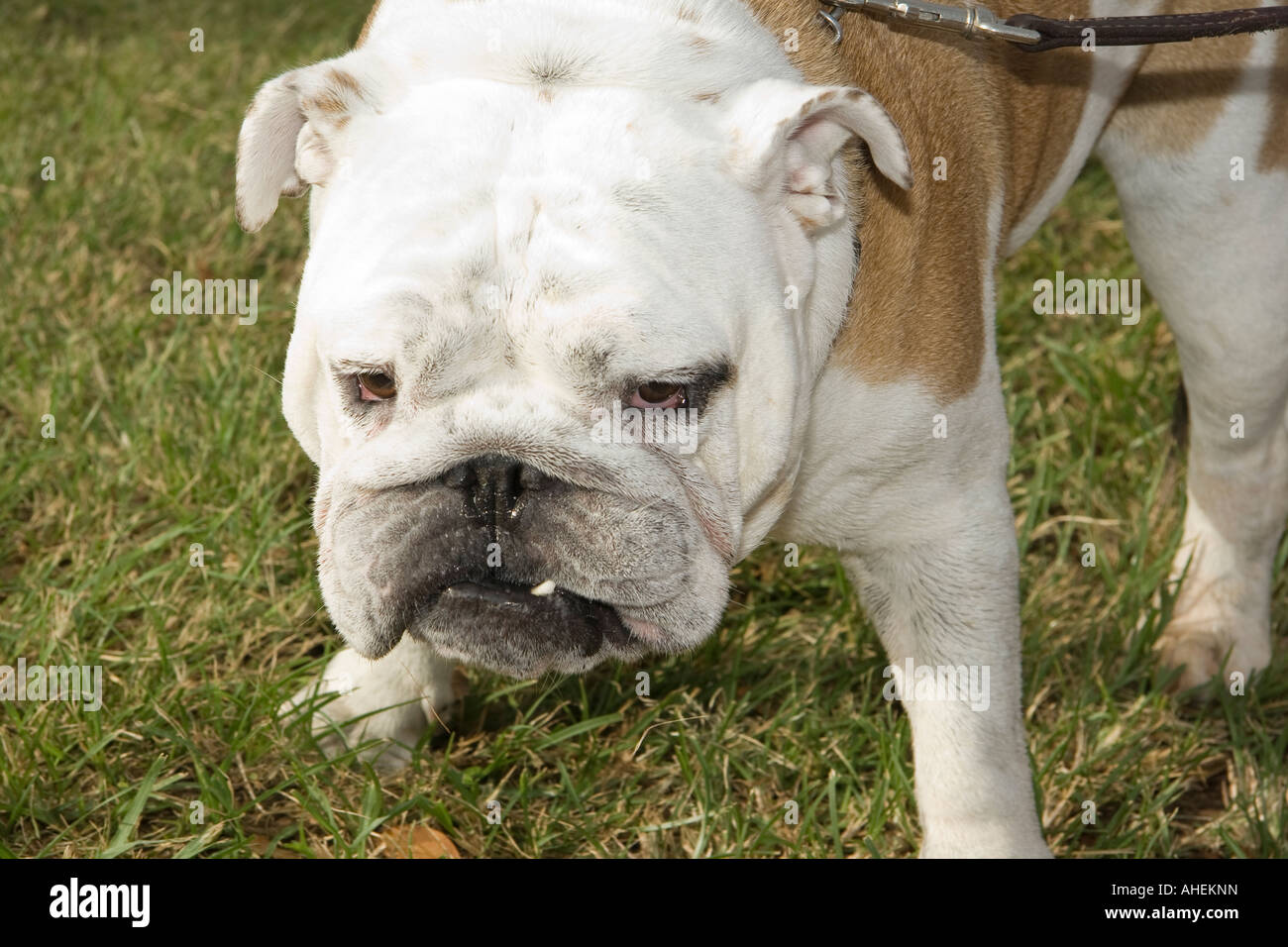 Mean English Bulldog