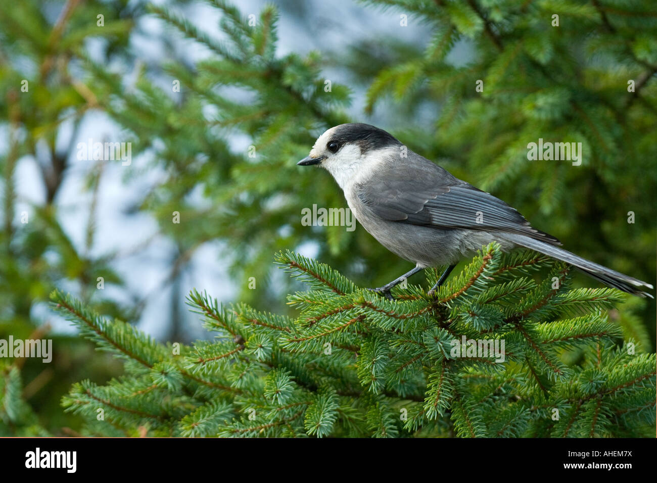 Gray Jay, Perisoreus canadensis Stock Photo - Alamy