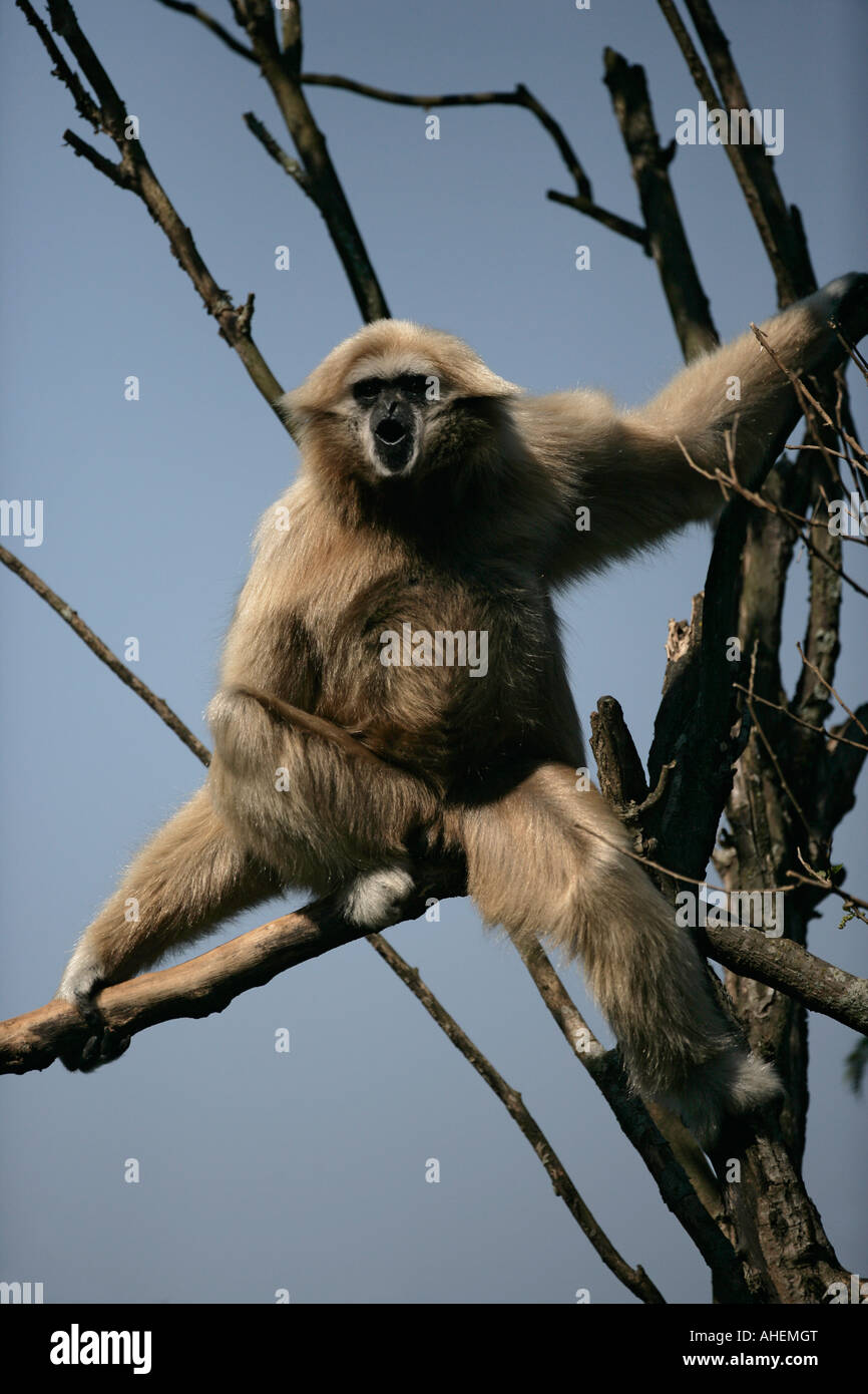White handed gibbon Hylobates lar Stock Photo - Alamy