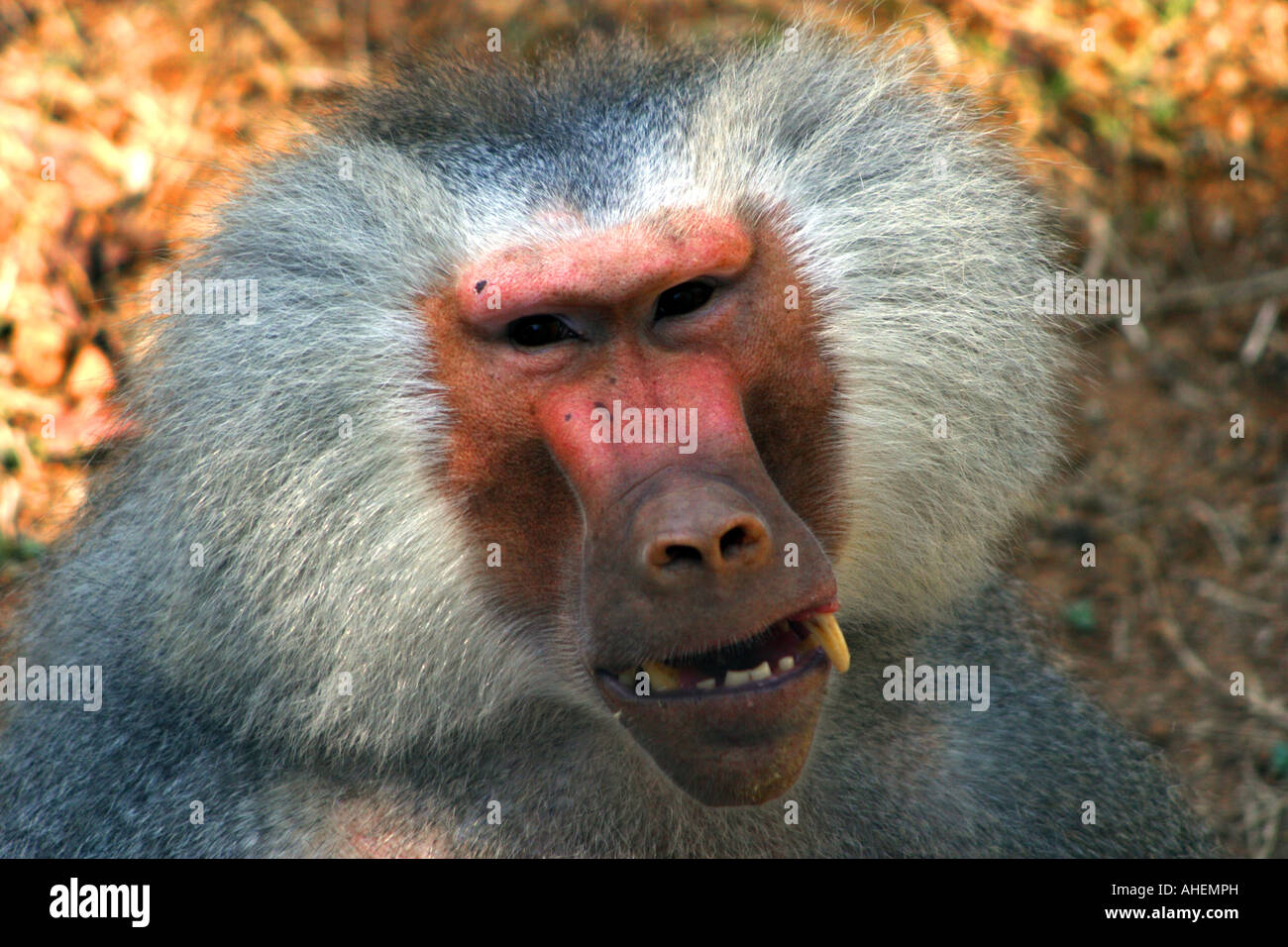 one tooth monkey Stock Photo - Alamy
