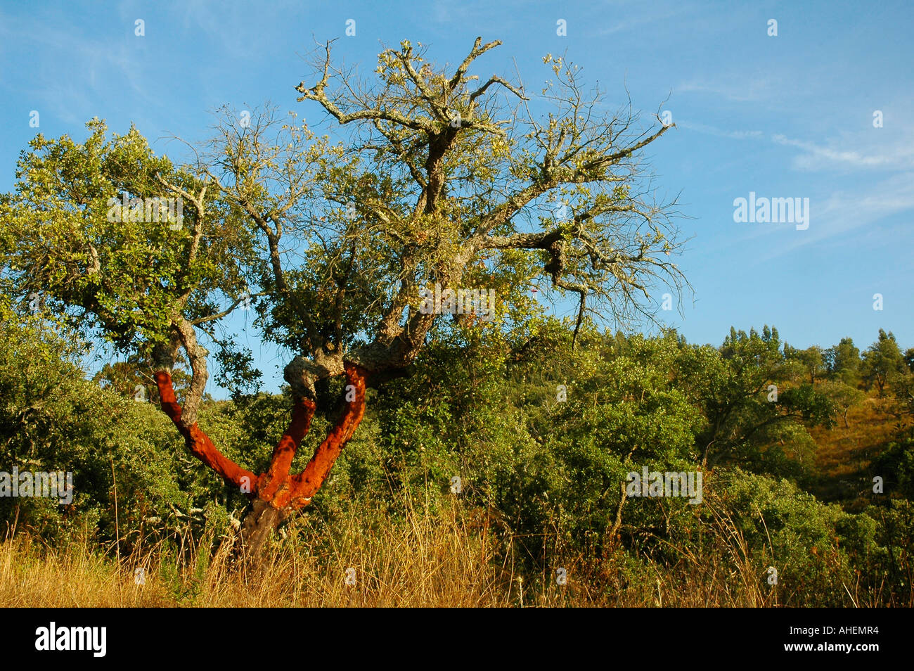 Cork tree grove in Sao Bras de Alportel municipality in the District of ...