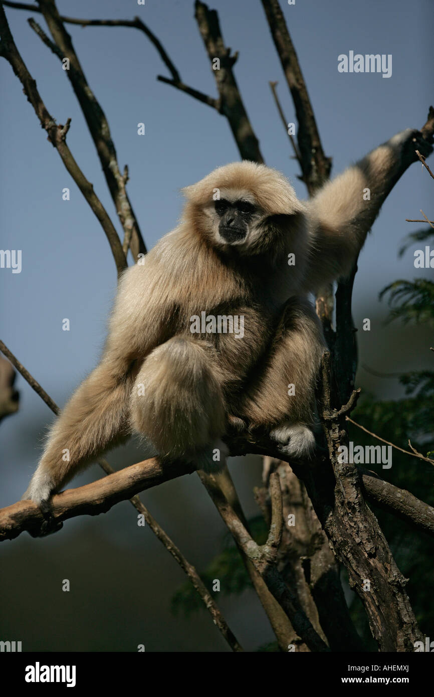 White handed gibbon Hylobates lar Stock Photo - Alamy