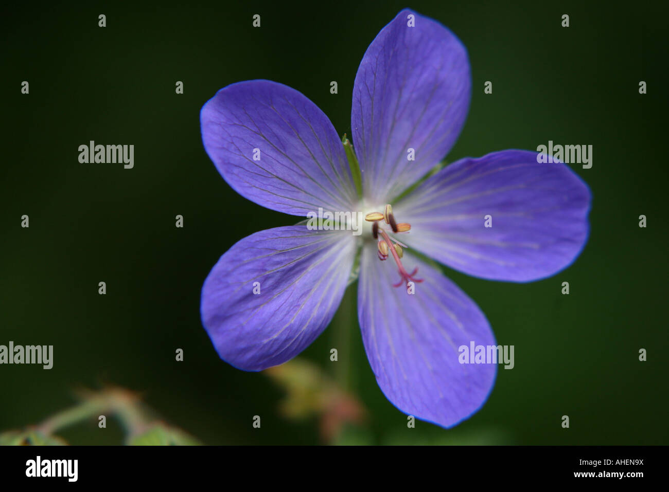 Lithospermum hi-res stock photography and images - Alamy