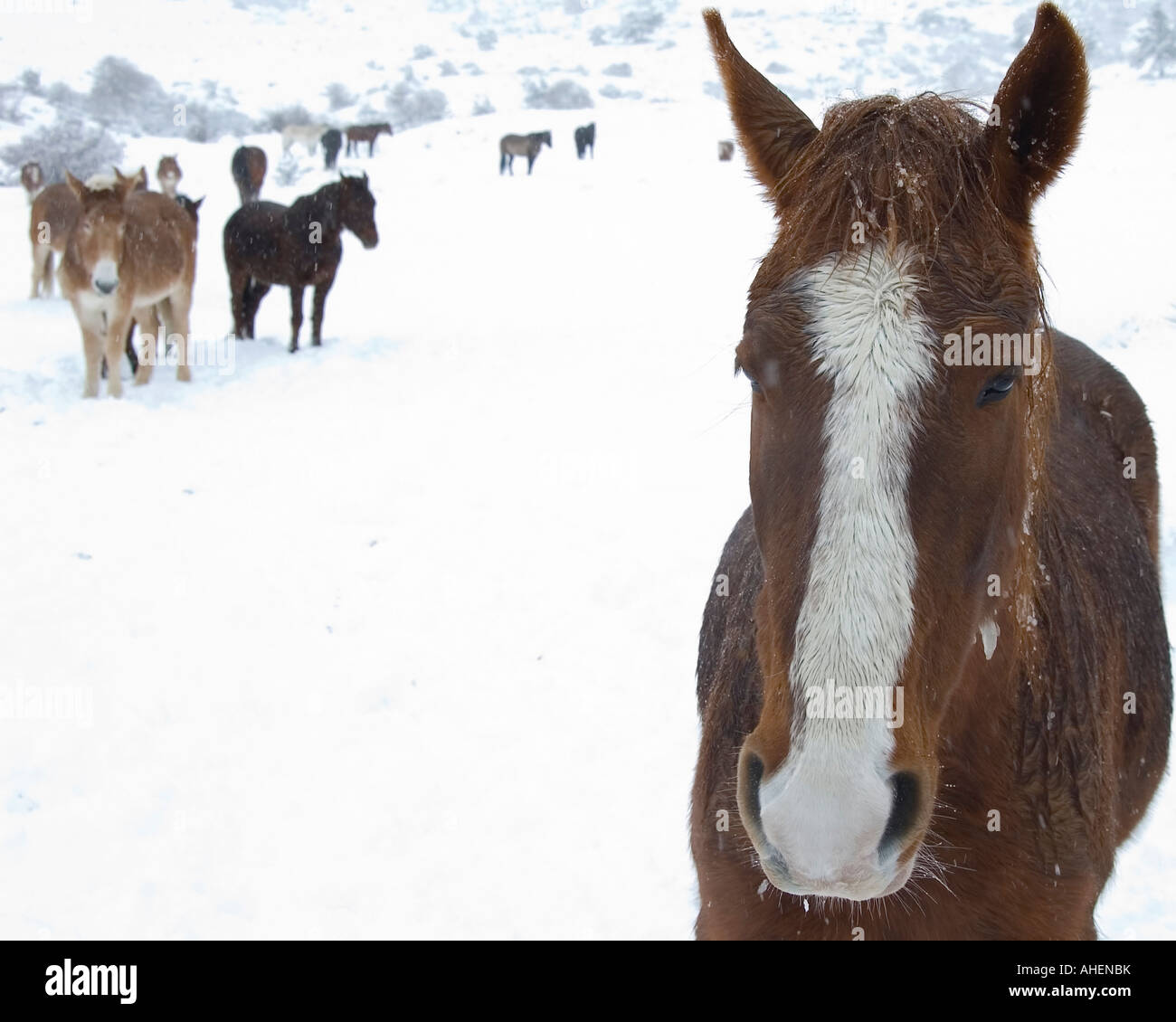 Horses during a blizzard outside Boulder Colorado Stock Photo - Alamy