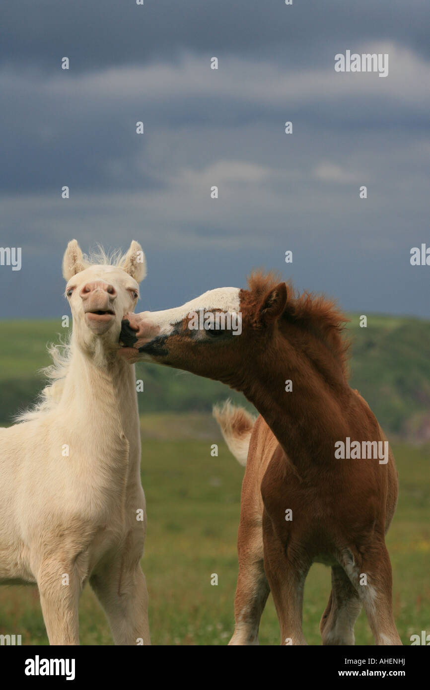 Two foals playing Stock Photo - Alamy