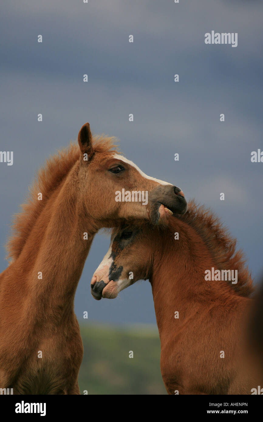 Two foals playing Stock Photo - Alamy