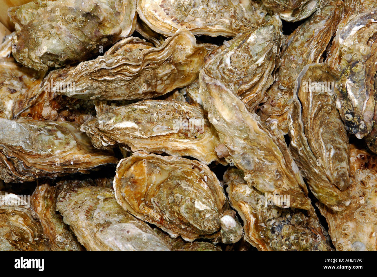 Stack of oyster Crassostrea gigas, Marennes-Oléron Stock Photo - Alamy