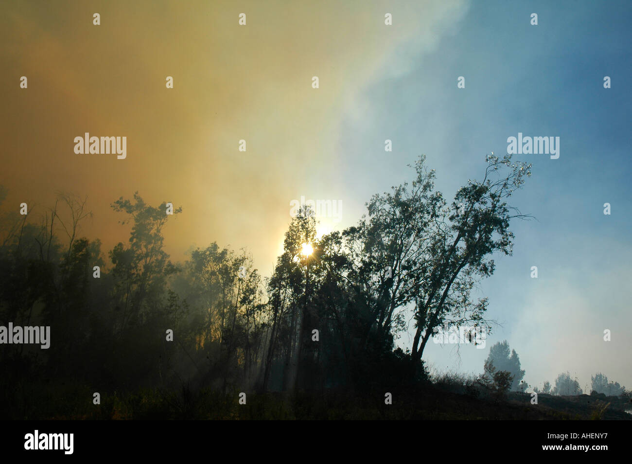 Temperate forest fire hi-res stock photography and images - Alamy