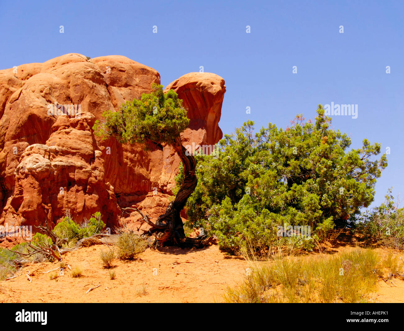 Massive red rock formations and chaparral in the summertime at Arches ...