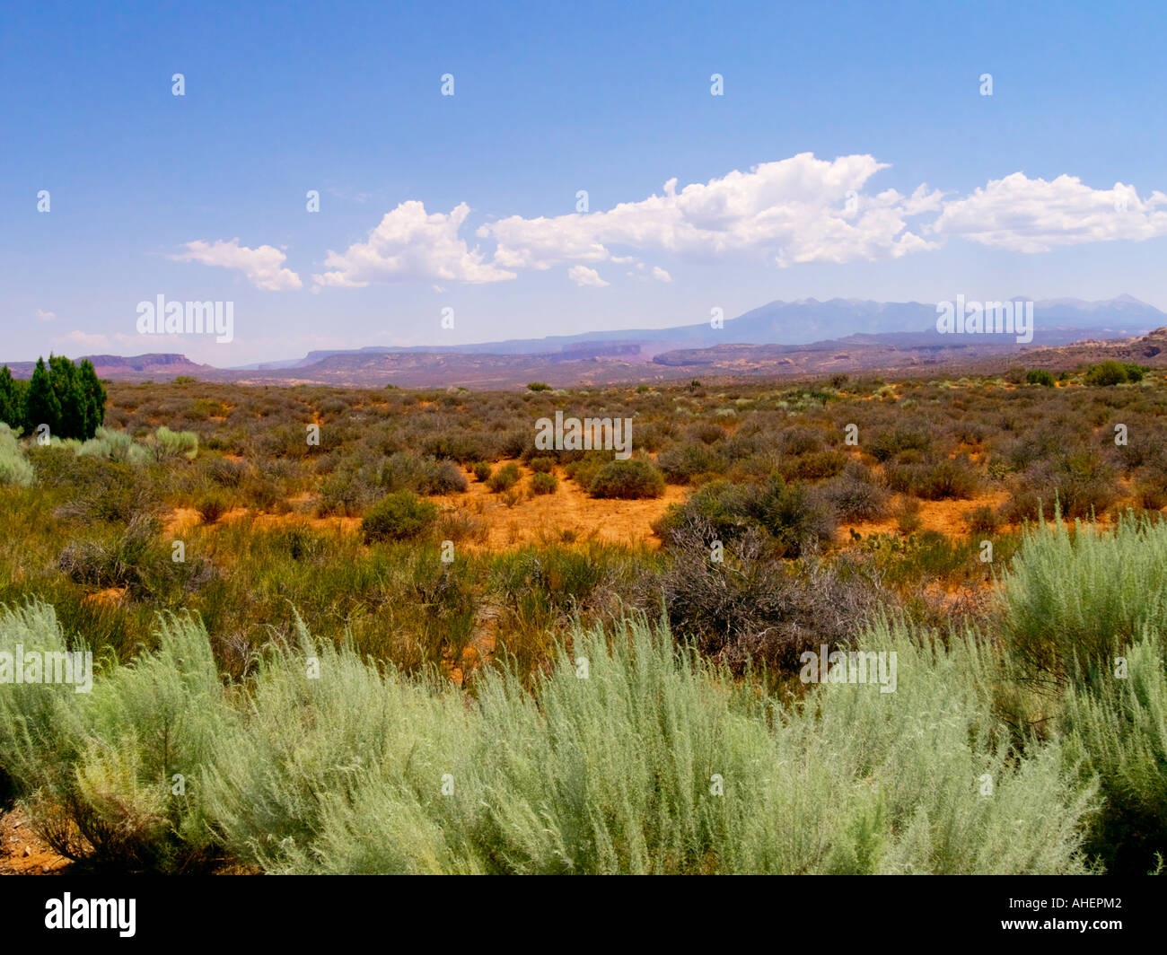 Vast meadows of growing desert chaparral in the summertime, with large ...