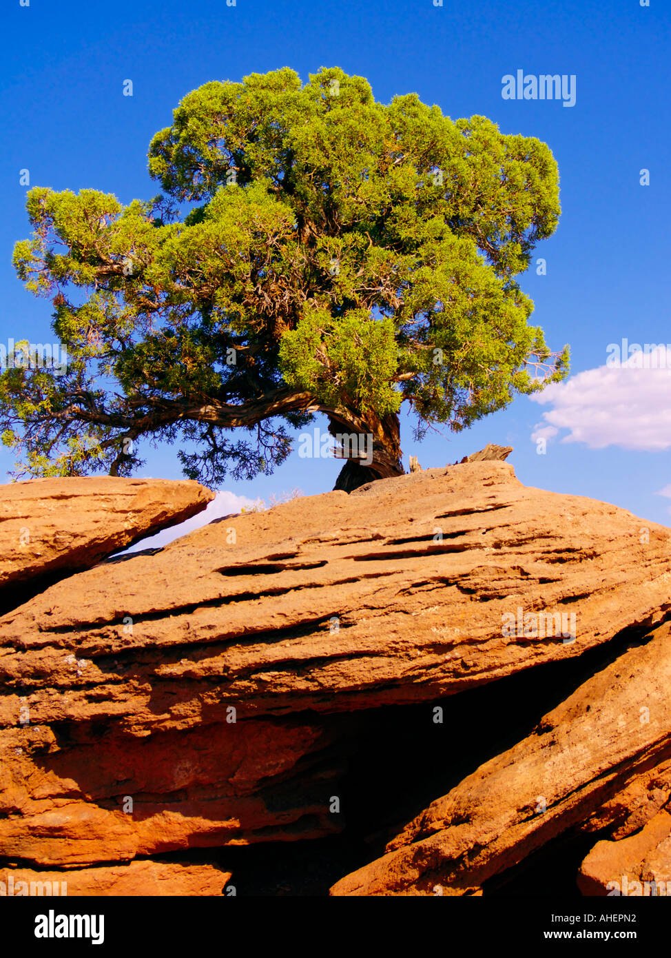 Lone tree standing on top of red sandstone rocks against a deep blue ...