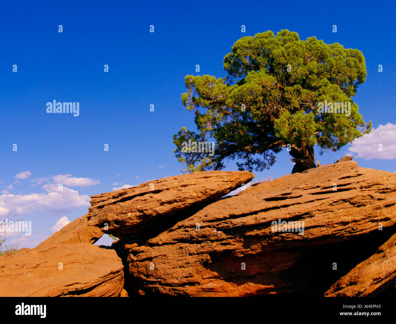 Lone tree standing on top of red sandstone rocks against a deep blue ...