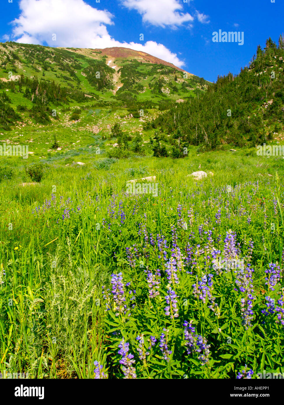 Wildflowers in bloom in a lush green meadow at altitude Stock Photo - Alamy