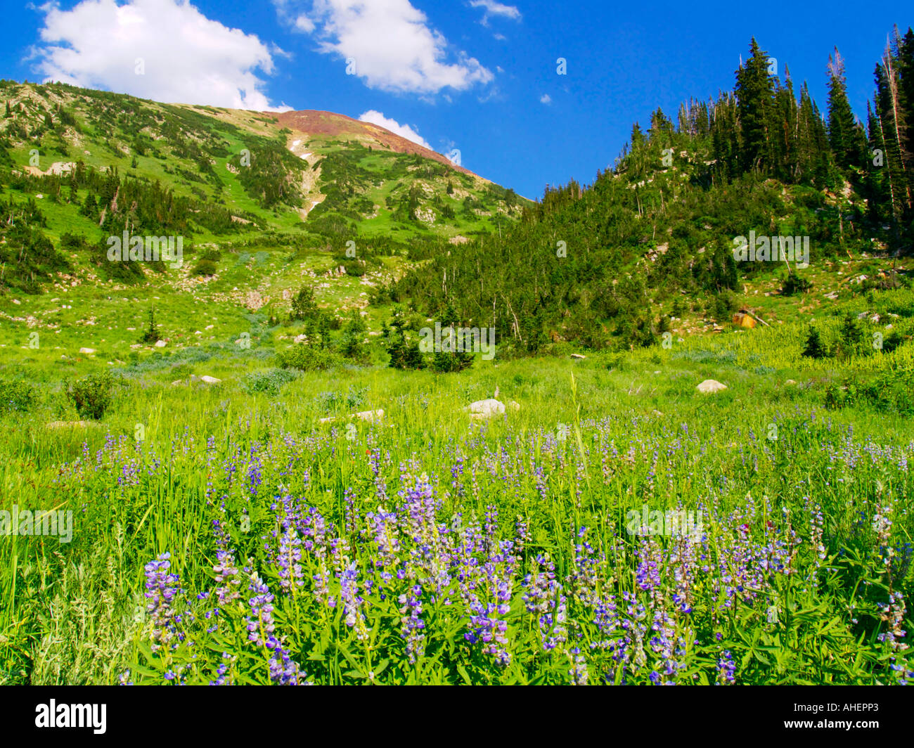 Utah hills flowers trees hi-res stock photography and images - Alamy