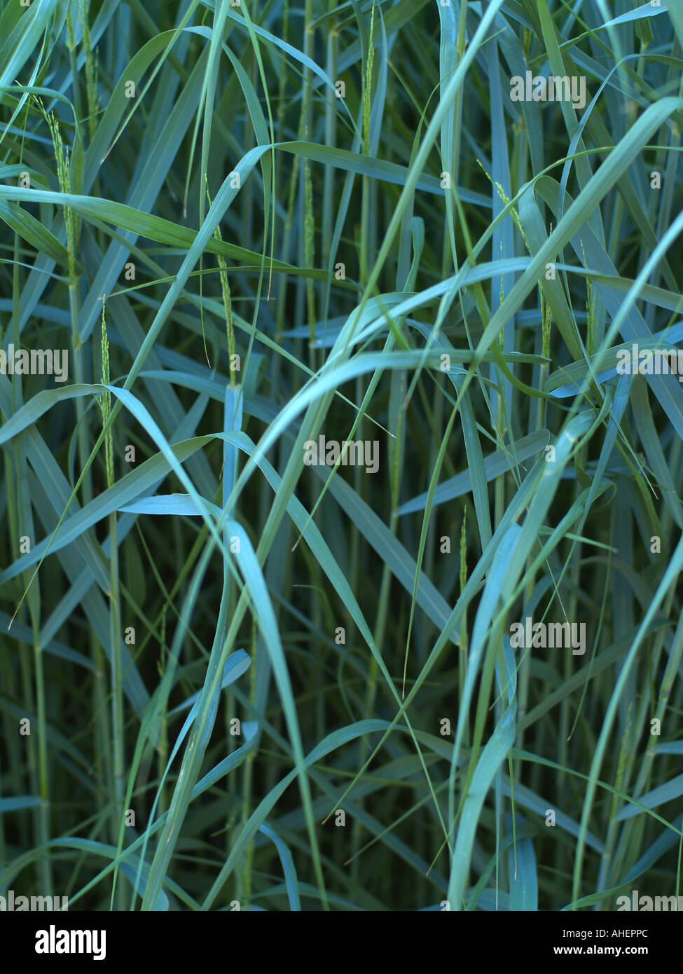 Windswept, overgrown blades of perfect grass in a moody, tonal dusk ...