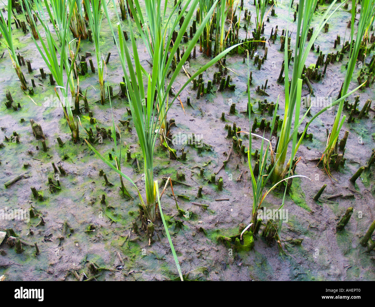 Tall grasses water hi-res stock photography and images - Alamy