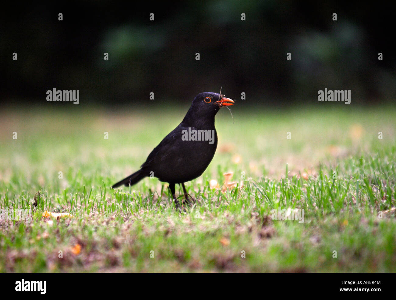 A MALE BLACKBIRD SEARCHING FOR WORMS ON A GARDEN LAWN UK Stock Photo ...