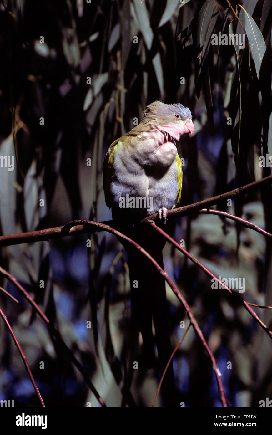 Alexandras parrot hi-res stock photography and images - Alamy