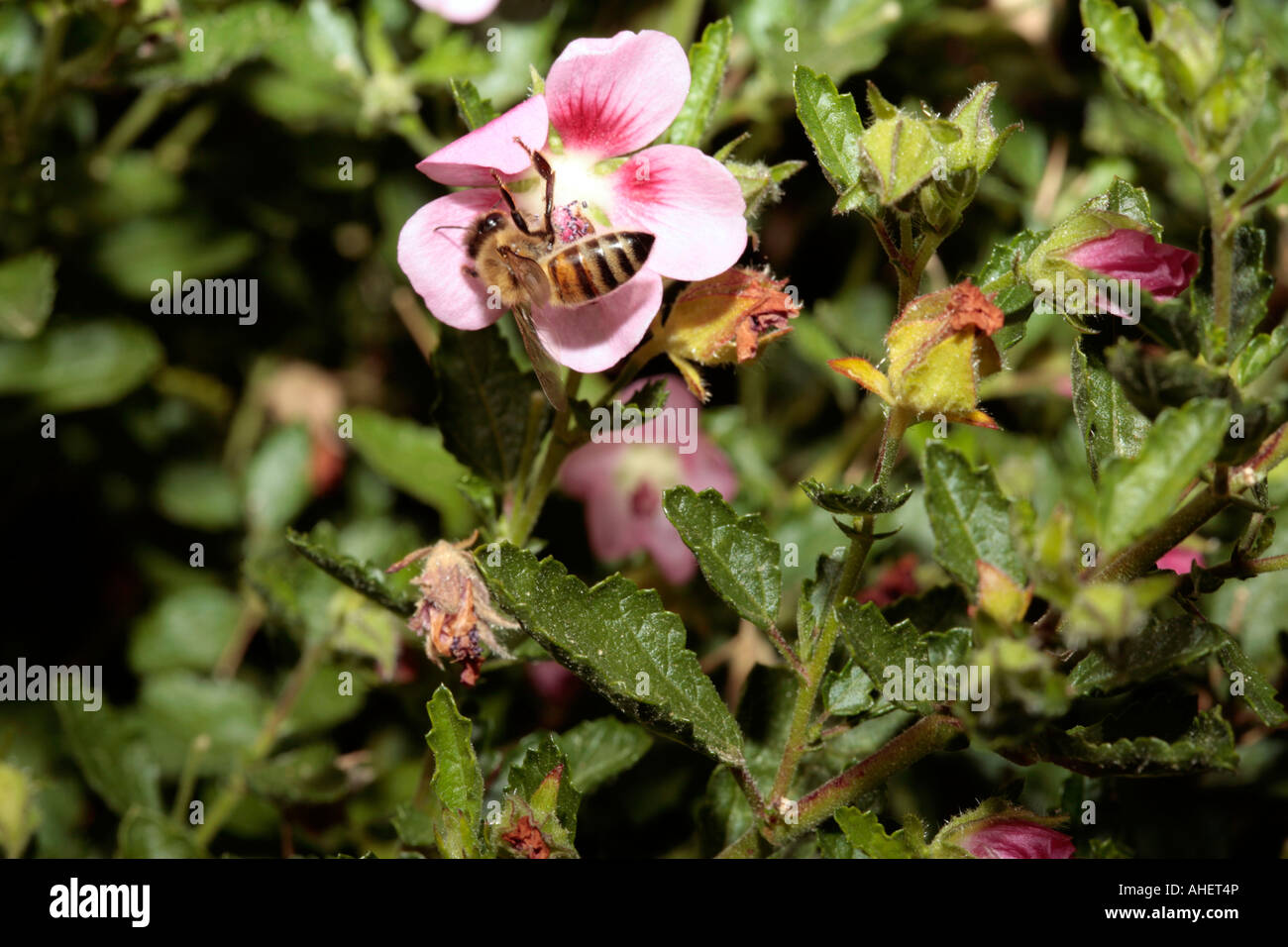 Cape mallows hi-res stock photography and images - Alamy