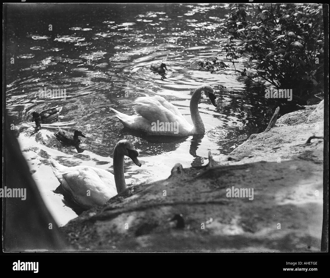 Family Of Swans Stock Photo - Alamy