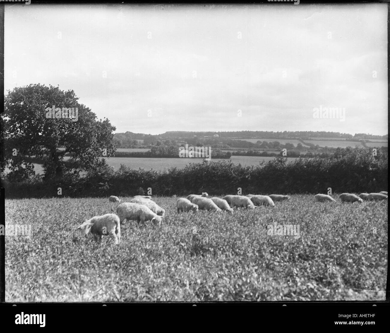 Flock of sheep flock of sheep Black and White Stock Photos & Images - Alamy