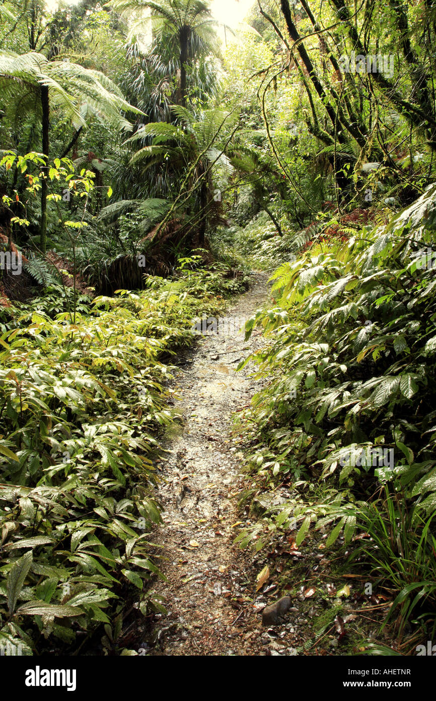 Trail inside forest Stock Photo - Alamy