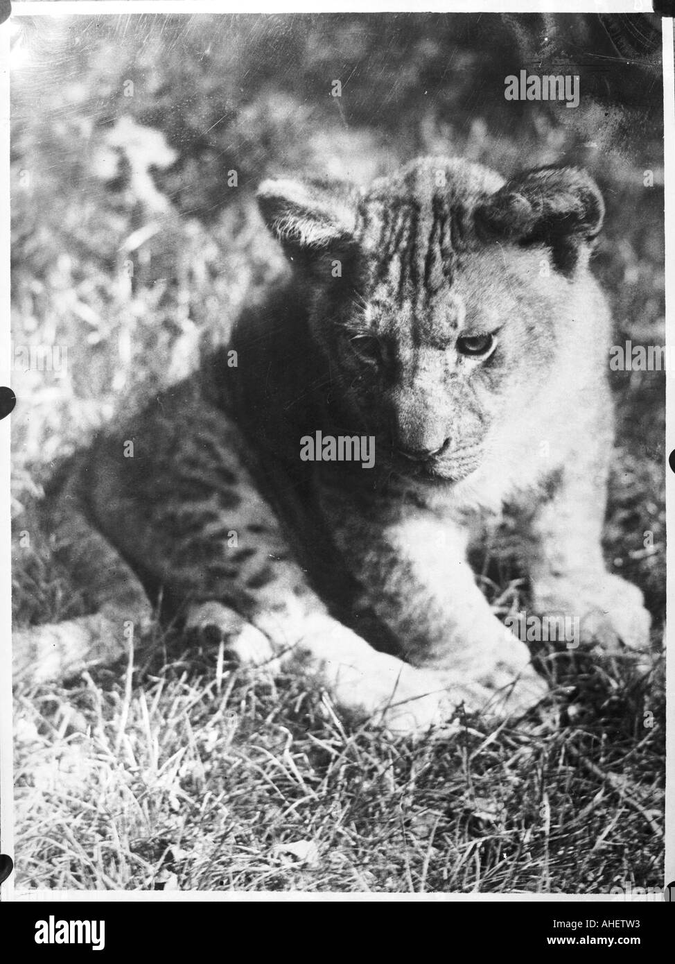 London zoo animals hi-res stock photography and images - Alamy