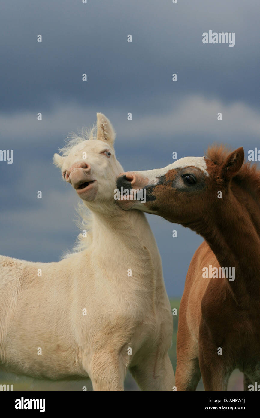 Two horse foals playing Stock Photo - Alamy